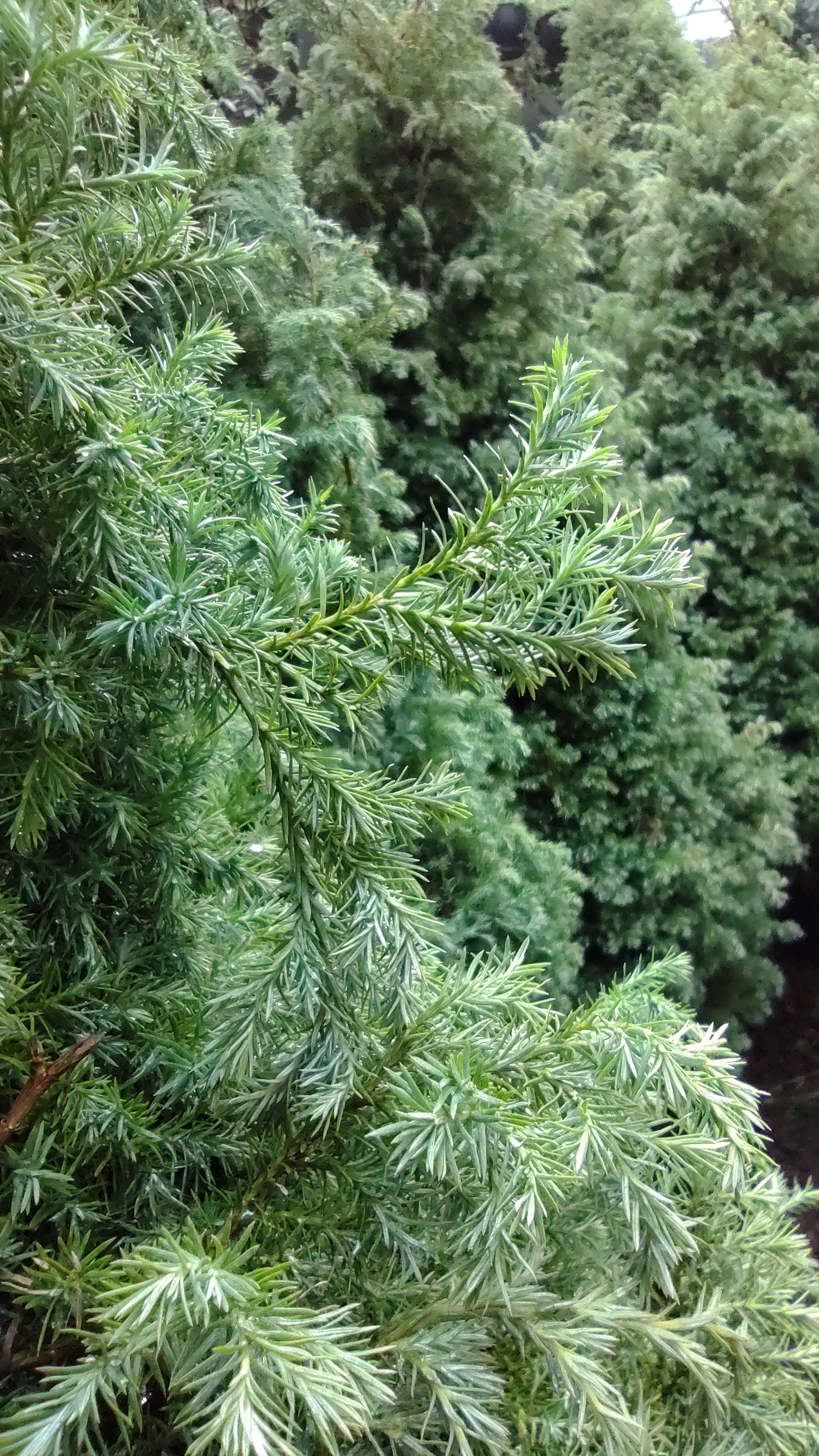 Kaax Flora Urbana KÁax Flora Urbana