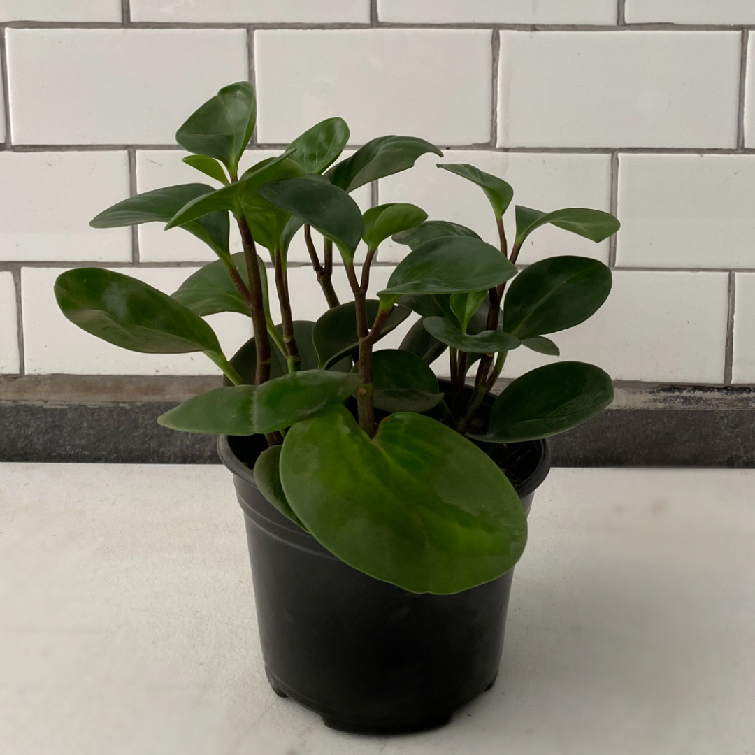 Peperomia verde I ( Peperomia obtusifolia ) – KÁAX Flora Urbana